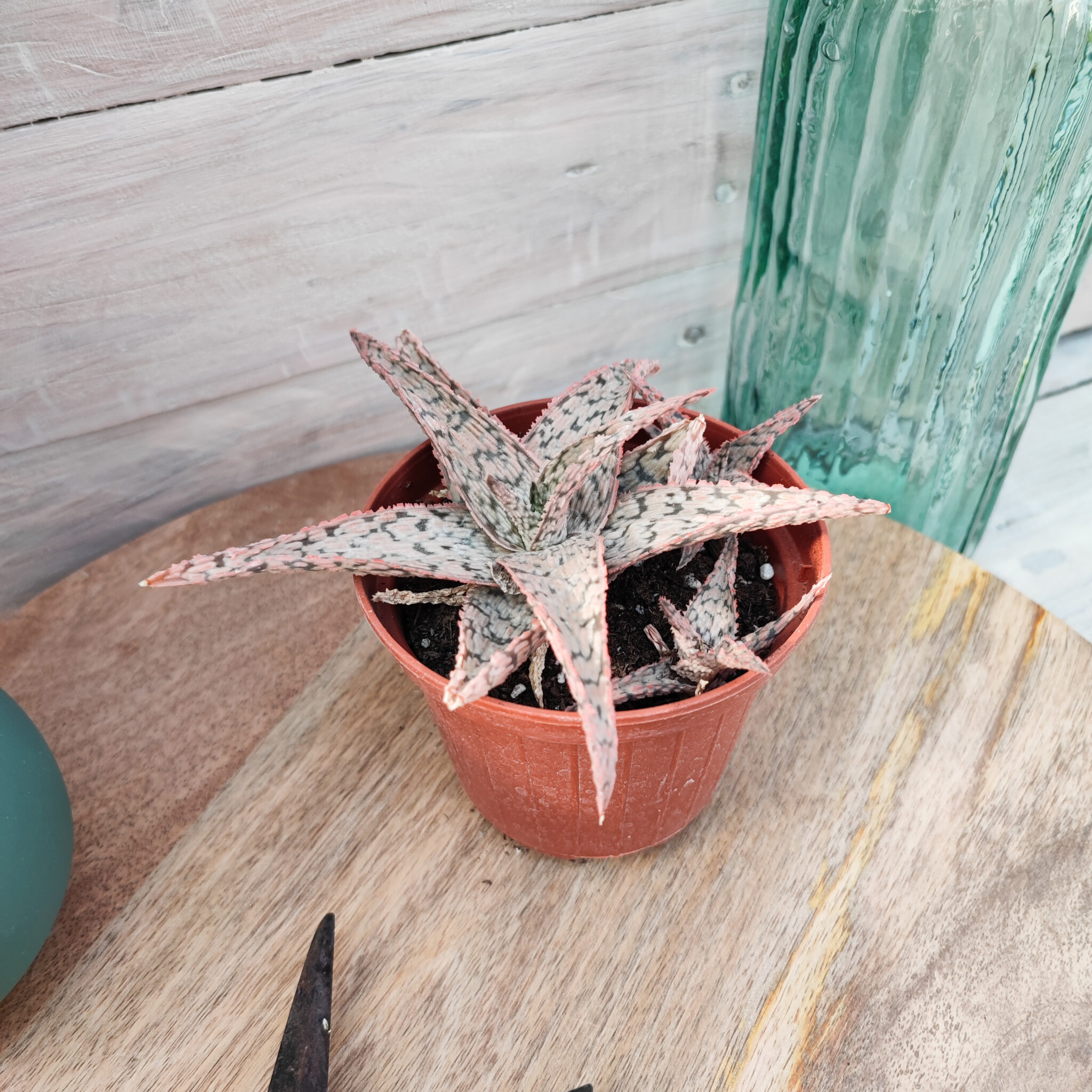 Aloe 'Pink Blush' - jadorelescactus boutique de cactus