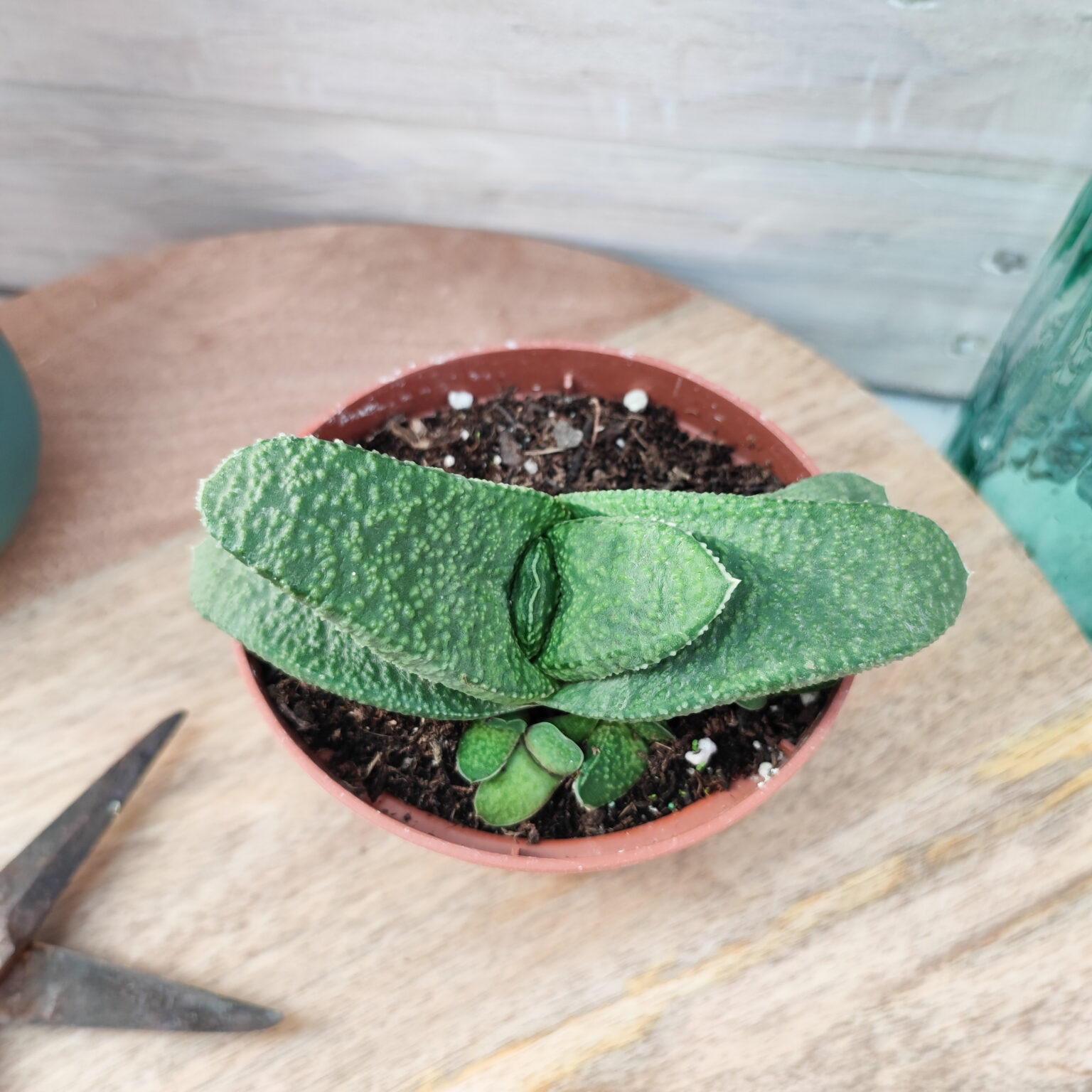 Gasteria Nitida Var Armstrongii