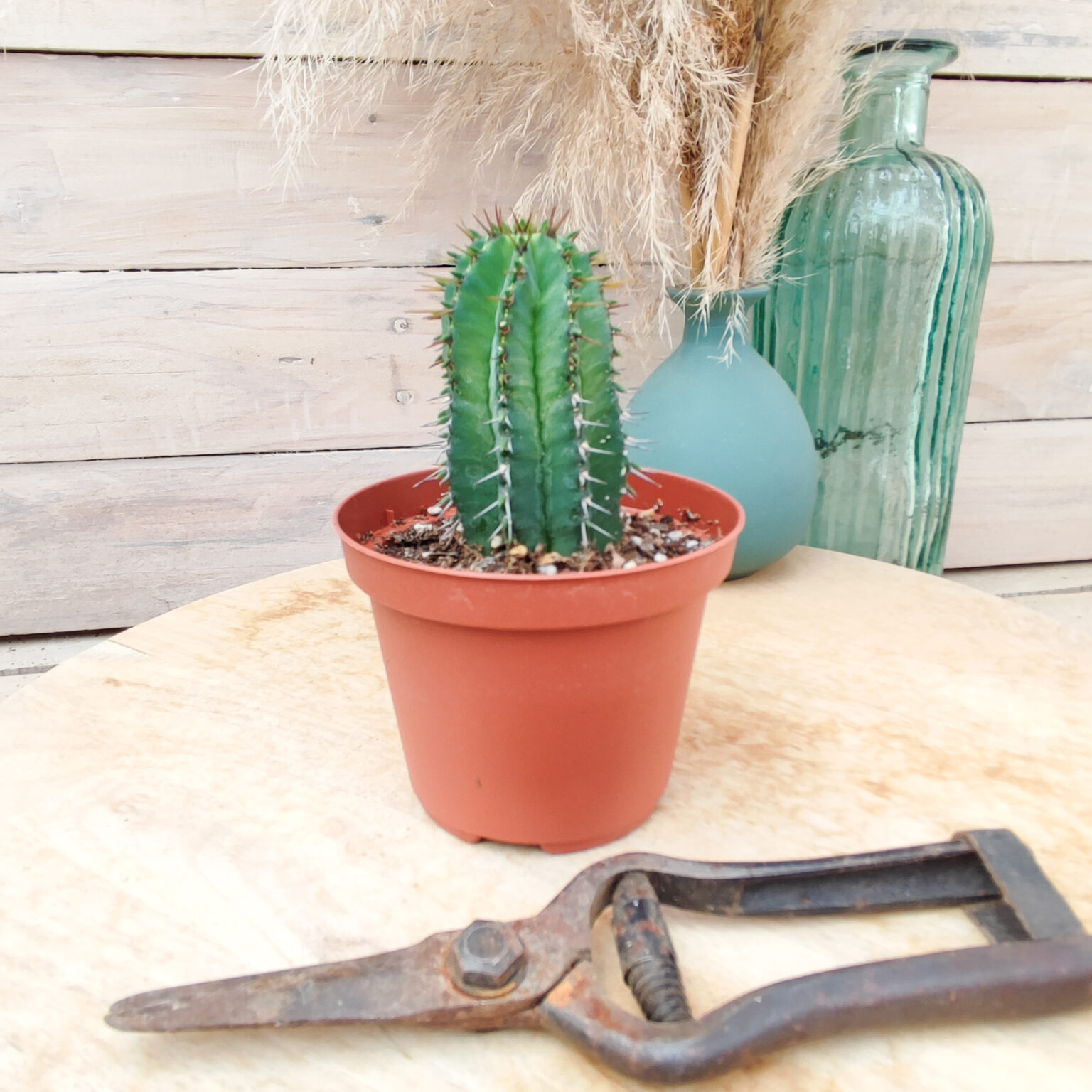 Euphorbe fruticosa (grosse forme) - jadorelescactus boutique de cactus