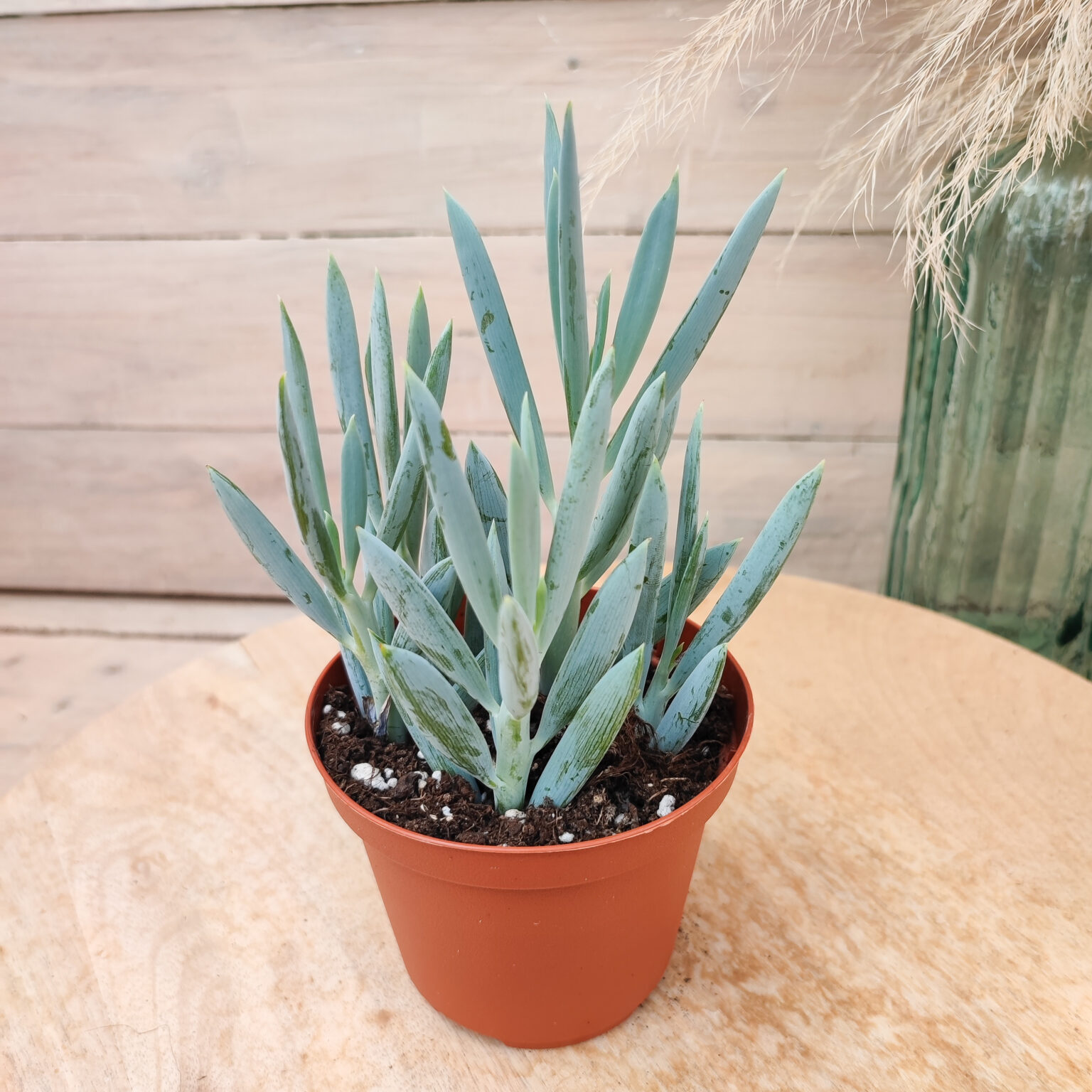 Senecio Aquarine Bluten